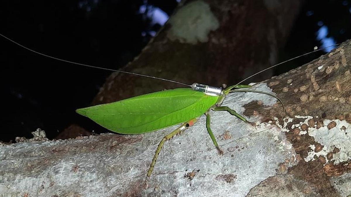Radio tracking study conducted by IISc reveals greater predation risk for female katydids - The ...